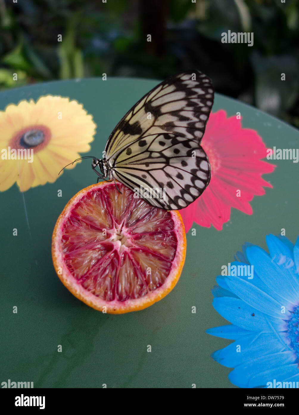 Tree Nymph Butterfly on a Blood Orange -1 Stock Photo - Alamy