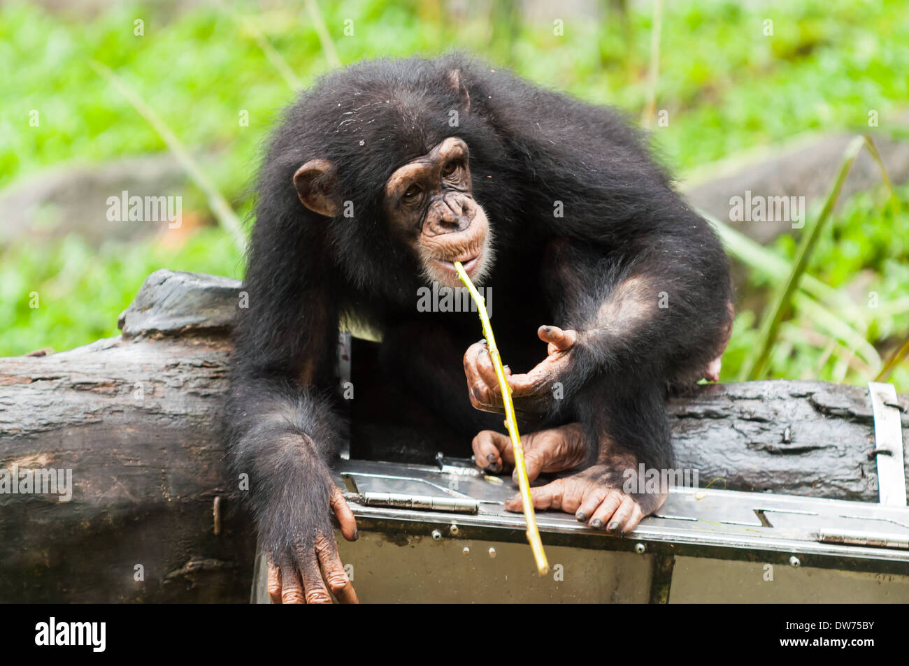 Chimpanzee hi-res stock photography and images - Alamy