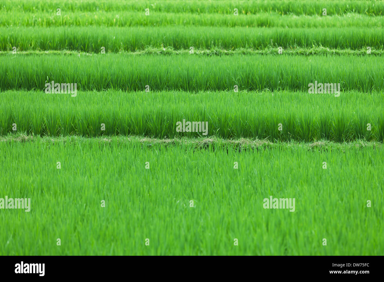 Rice fields close up - background Stock Photo - Alamy