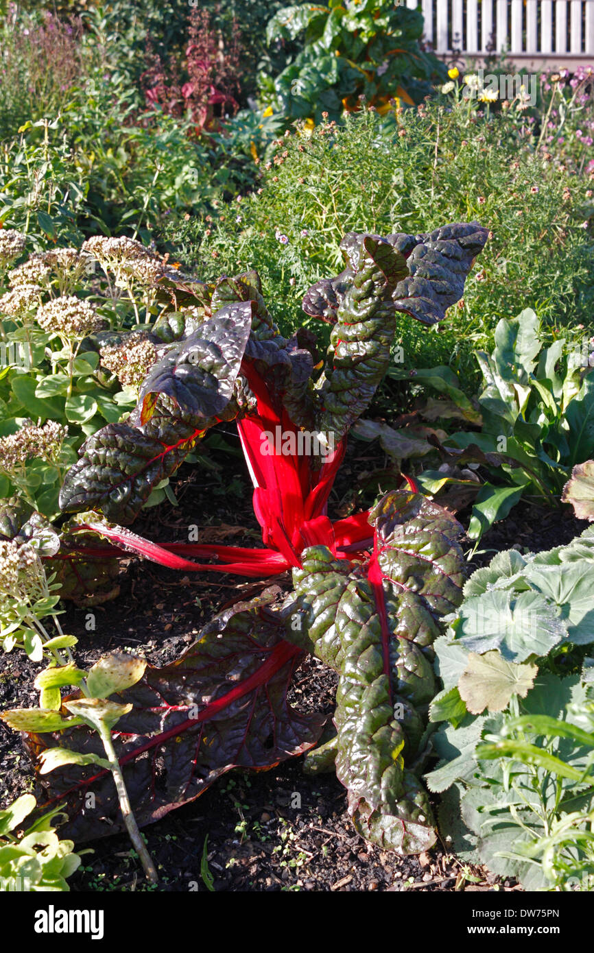 RUBY SWISS CHARD GROWING IN AN AUTUMN FLOWER BORDER Stock Photo - Alamy