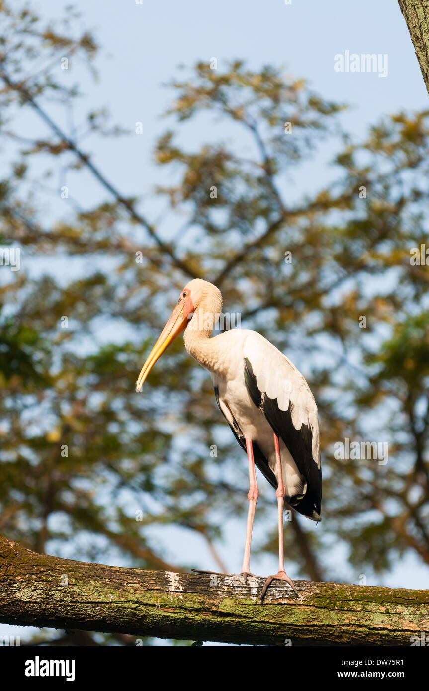 Close-up of a yellow-billed stork Stock Photo - Alamy