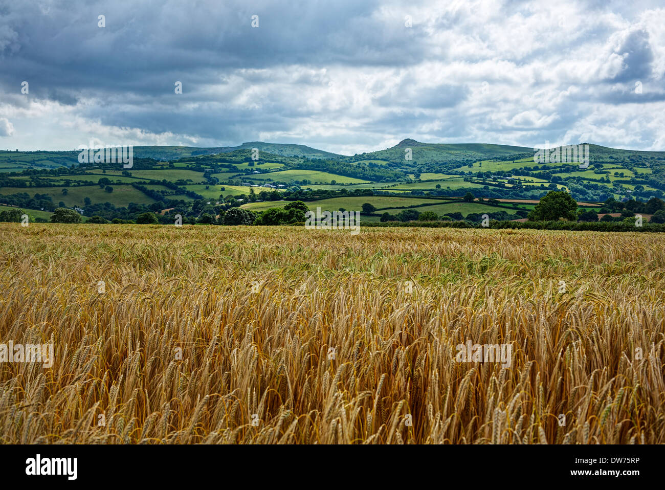A corn field in the Cornish countryside Stock Photo - Alamy