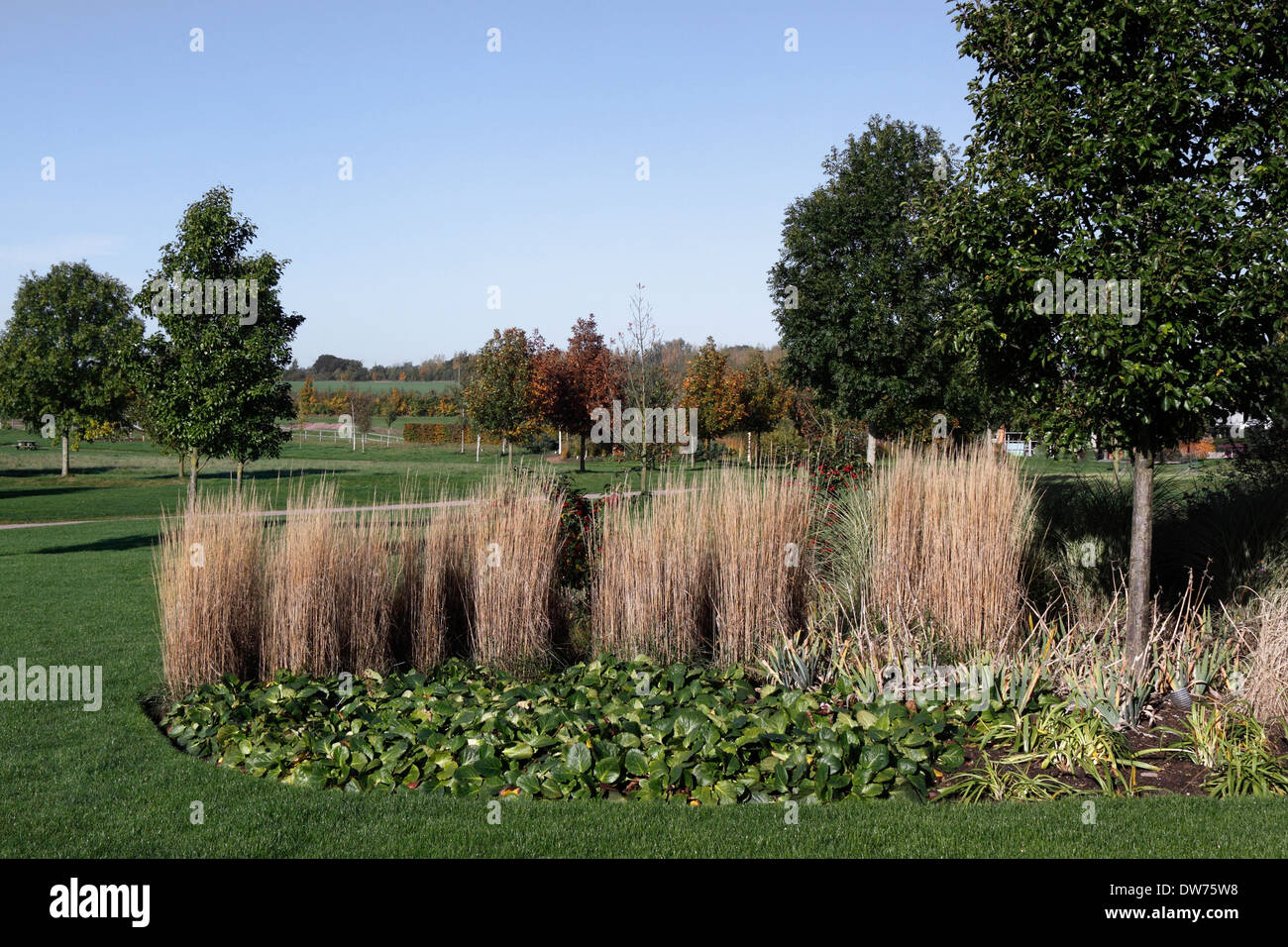 AUTUMN SHRUBS GROWING IN A BORDER. UK Stock Photo - Alamy
