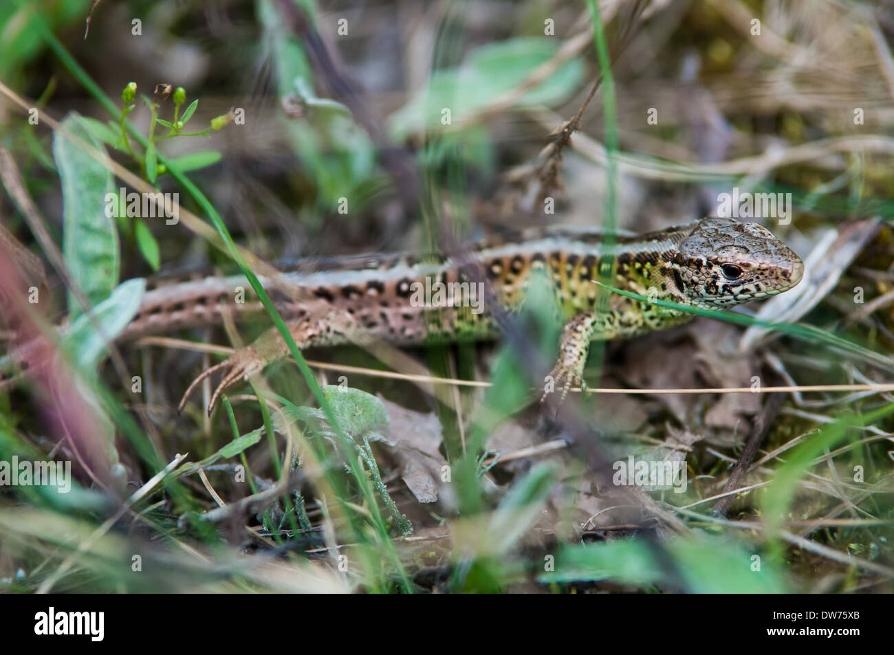 Lacertid hi-res stock photography and images - Alamy