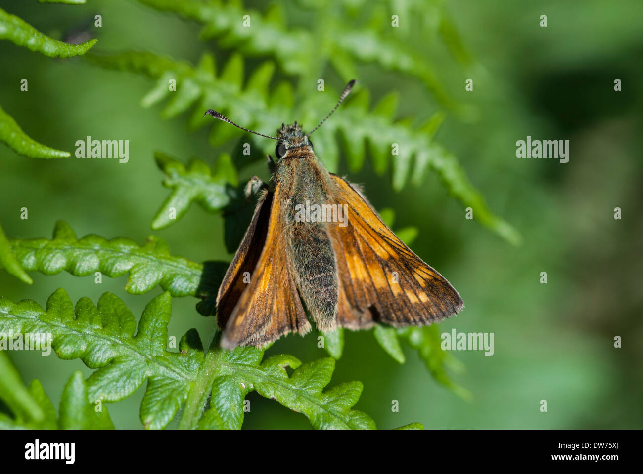 Large skipper butterfly Stock Photo - Alamy