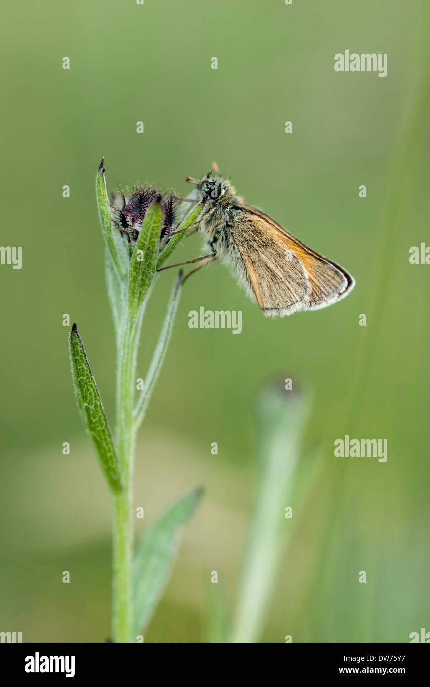 Small skipper butterfly Stock Photo - Alamy