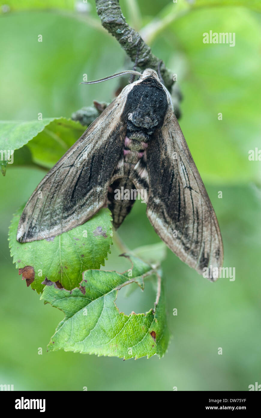 Privet hawk moth, Sussex, UK Stock Photo - Alamy