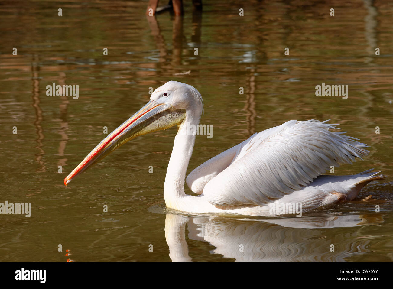 Great White Pelican Stock Photo - Alamy