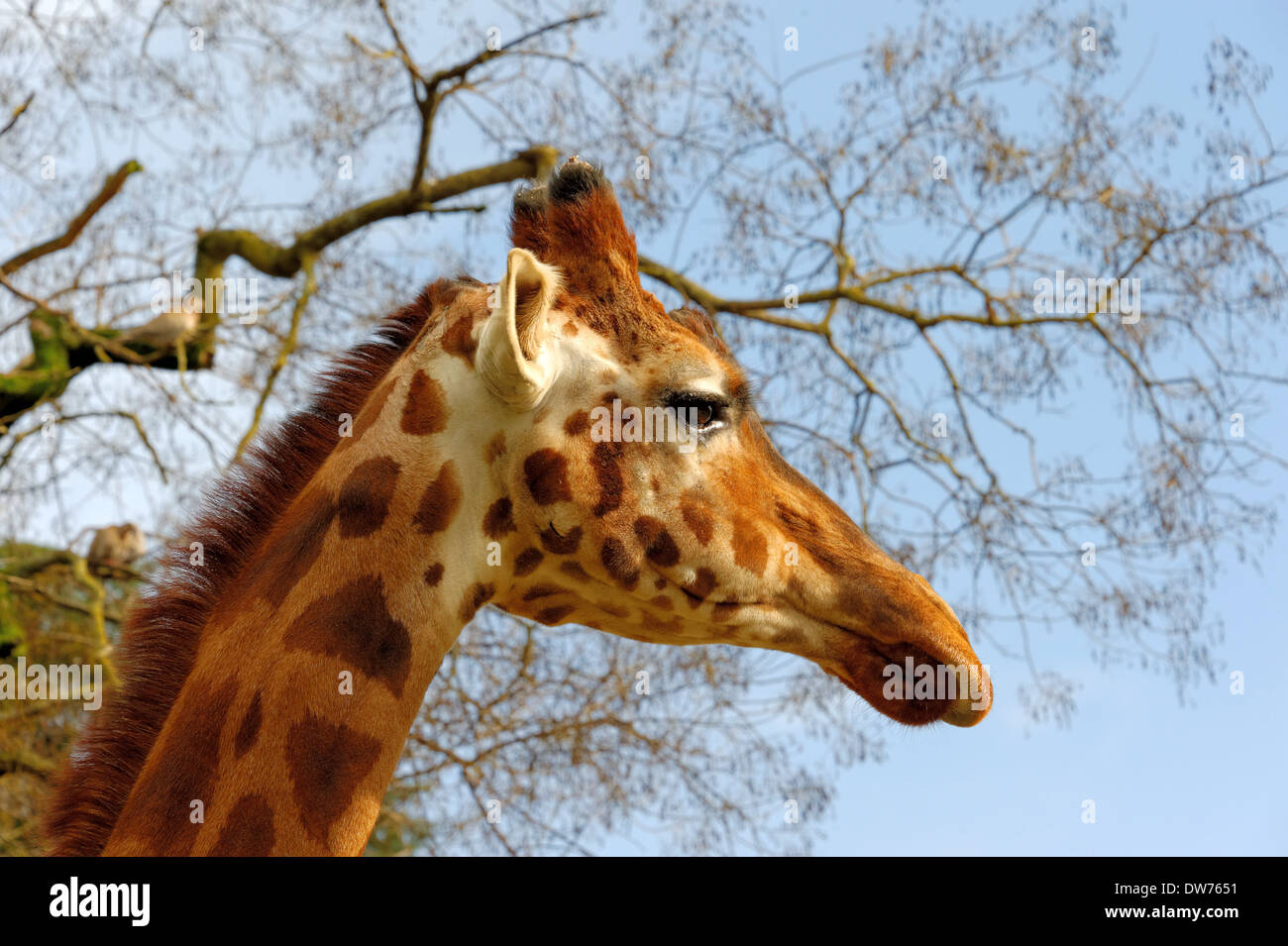 Savanna africa giraffe hi-res stock photography and images - Alamy