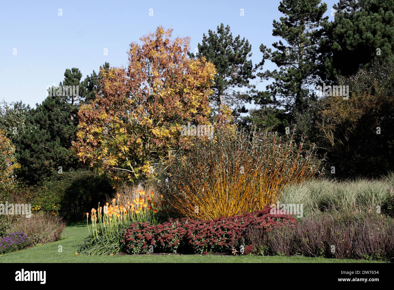 AUTUMN SHRUBS GROWING IN A BORDER. UK Stock Photo - Alamy