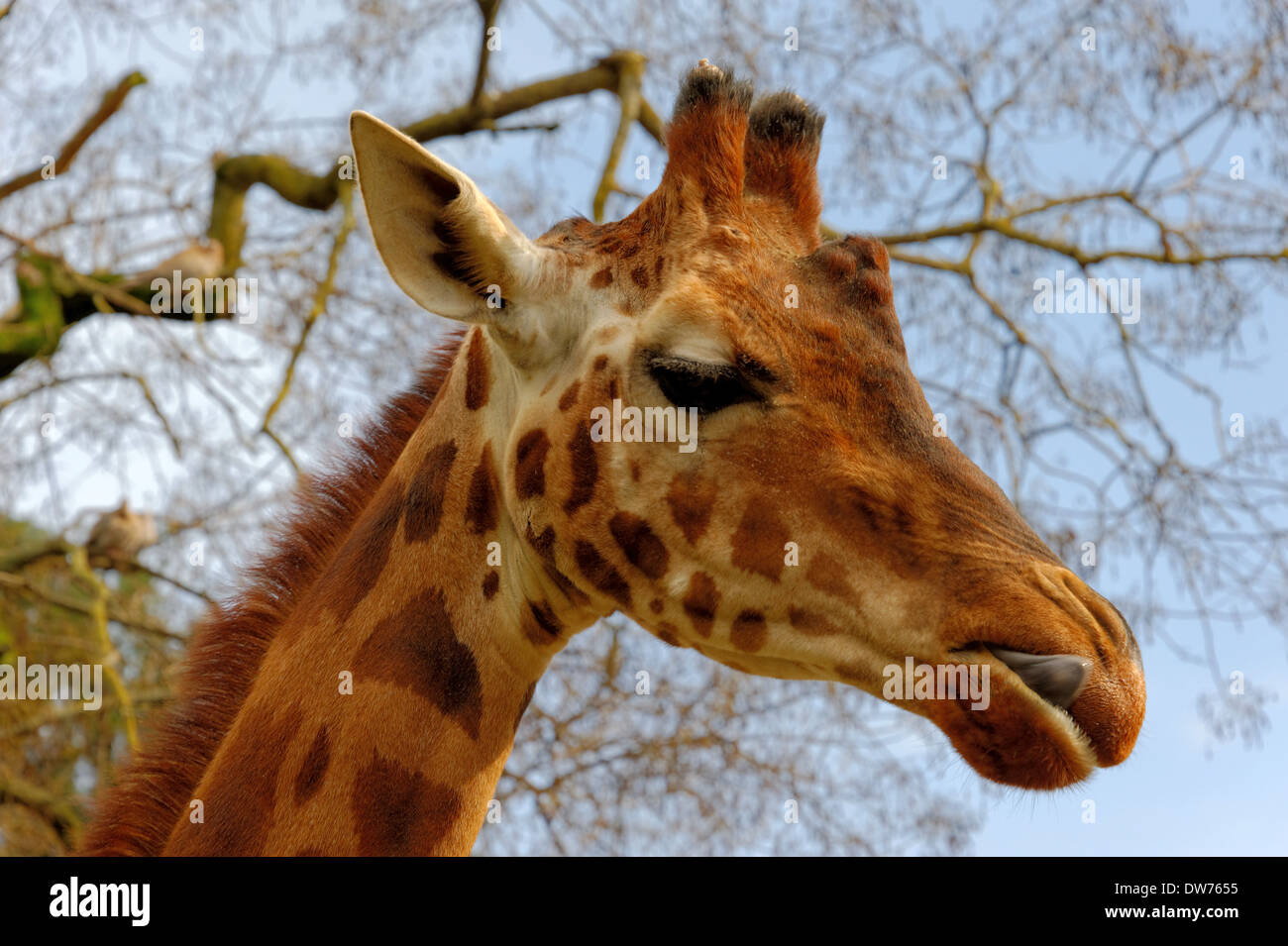 Savanna africa giraffe hi-res stock photography and images - Alamy