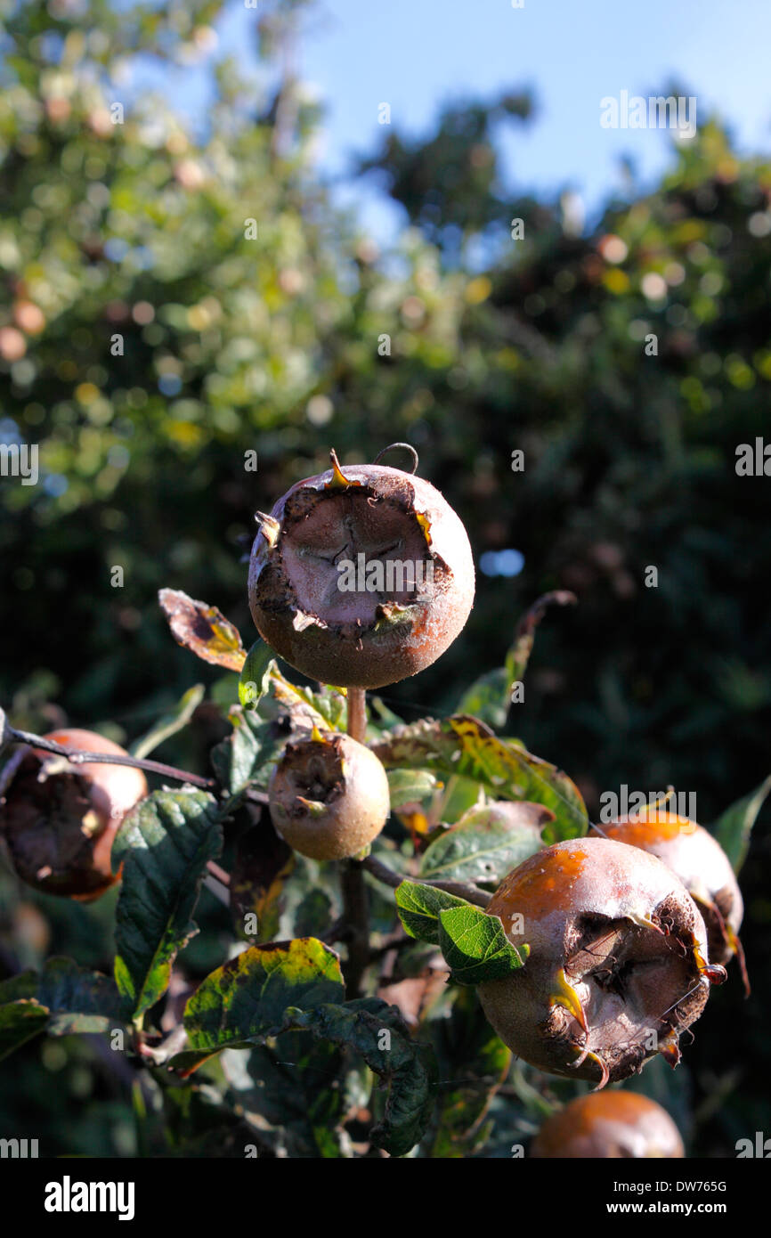 Common medlars mespilus germanica fruits hi-res stock photography and ...