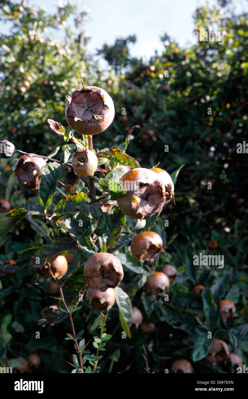 Common medlars mespilus germanica fruits hi-res stock photography and ...