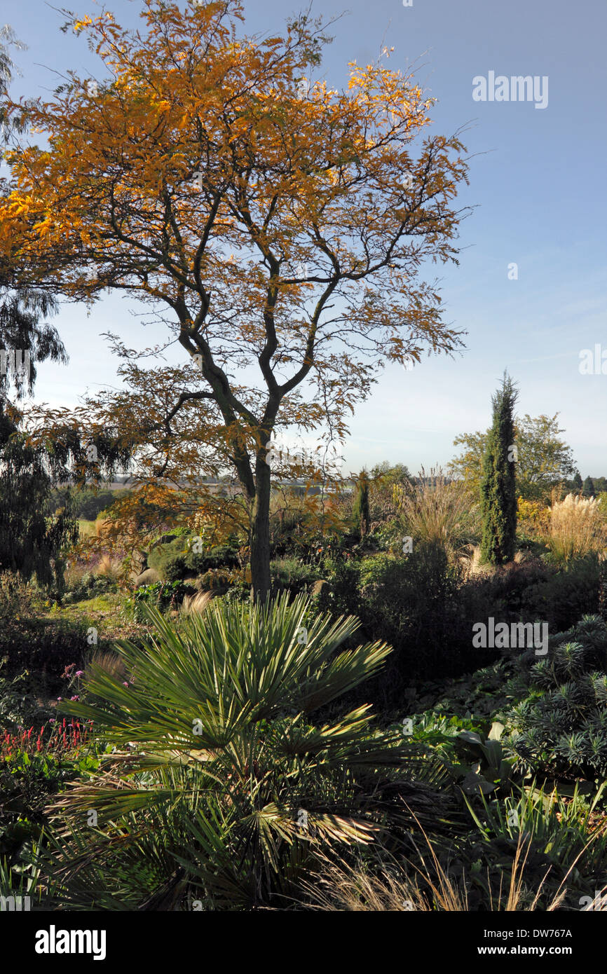 Plant for dry border hi-res stock photography and images - Alamy
