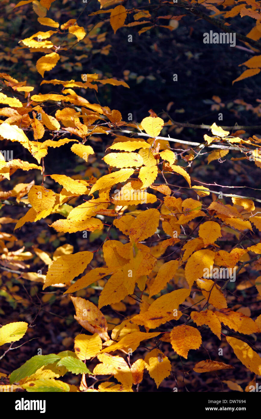 Carpinus betulus autumn leaf hi-res stock photography and images - Alamy