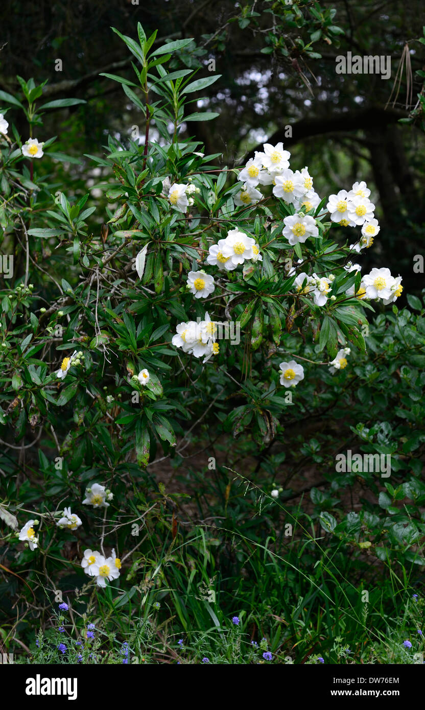 carpenteria californica Bush Anemone white flowers flowering flower ...