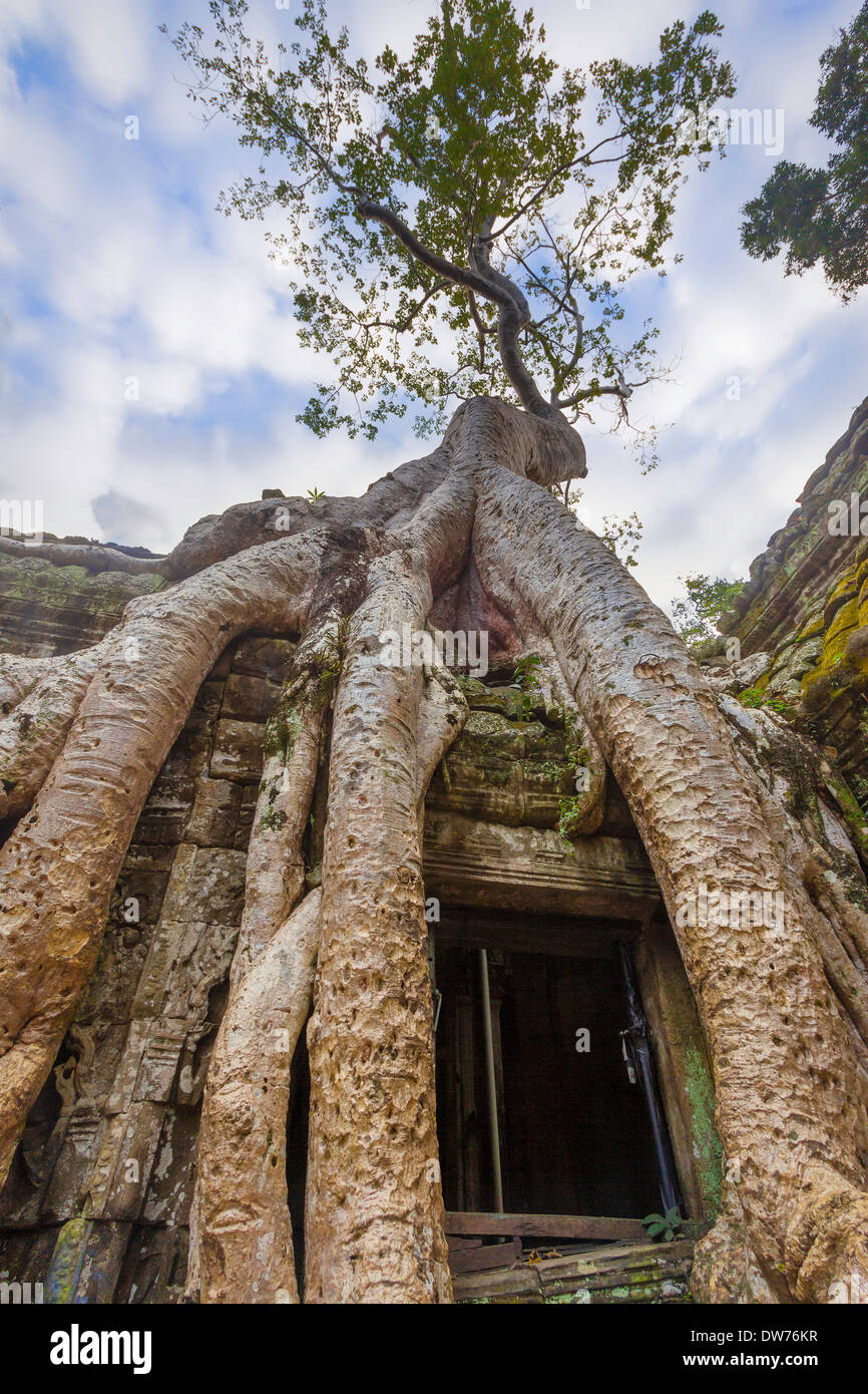 Cambodia tree hi-res stock photography and images - Alamy