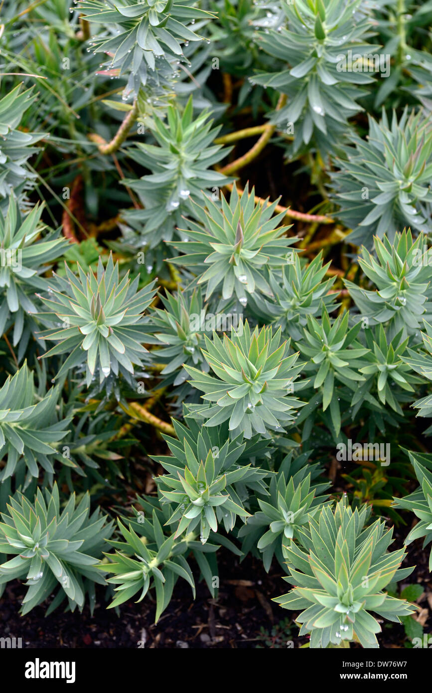 euphorbia rigida green euphorbias milkweed spurges spurge plant ...