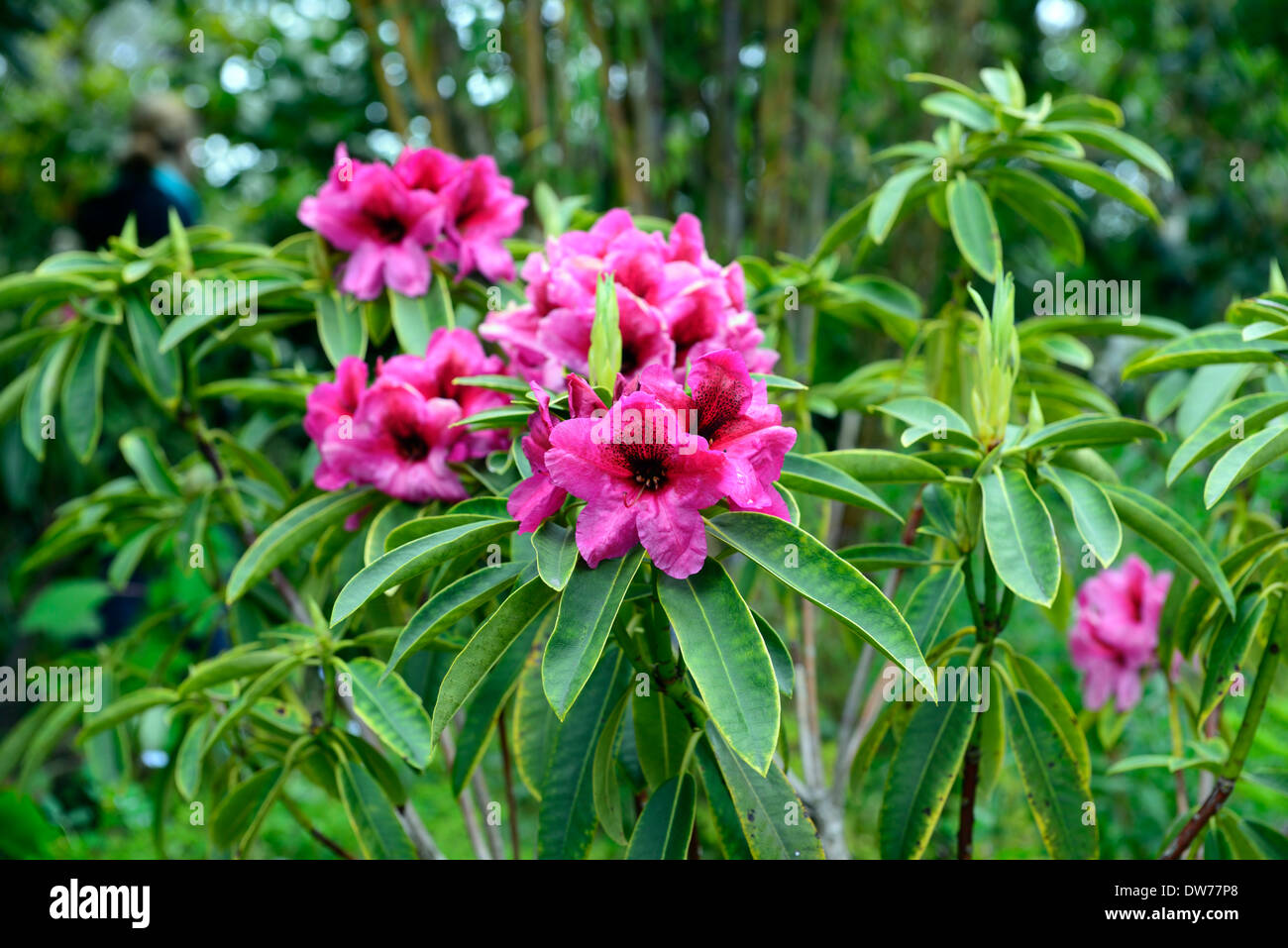 rhododendron midnight pink purple flowers flower flowering evergreen ...
