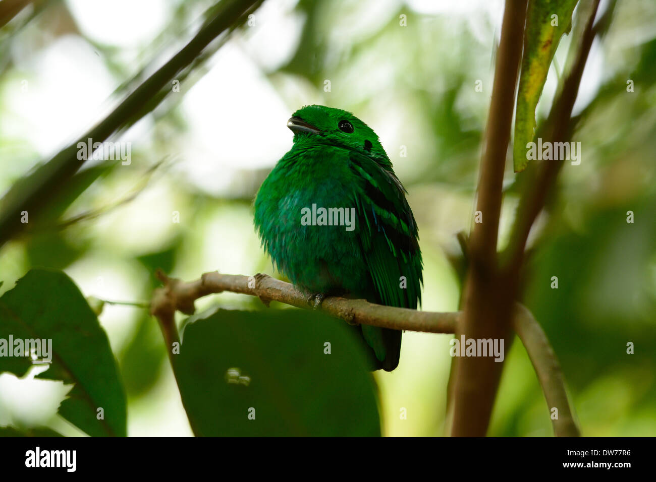Calyptomena viridis hi-res stock photography and images - Alamy