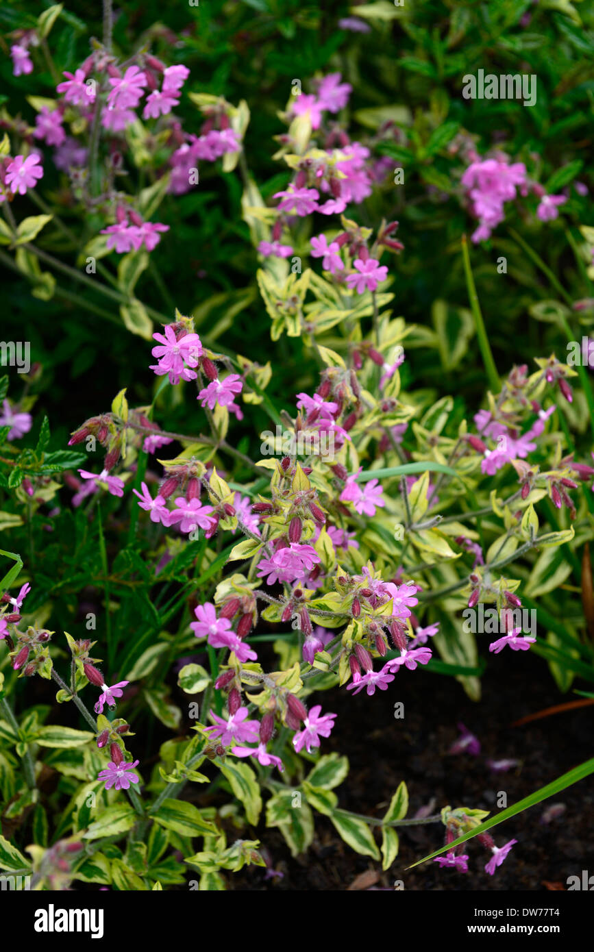 silene dioica clifford moor Red campion syn Melandrium rubrum pink ...