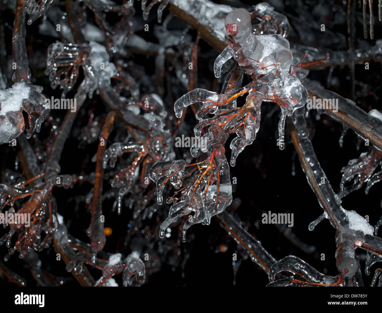 Freezing tree hi-res stock photography and images - Alamy