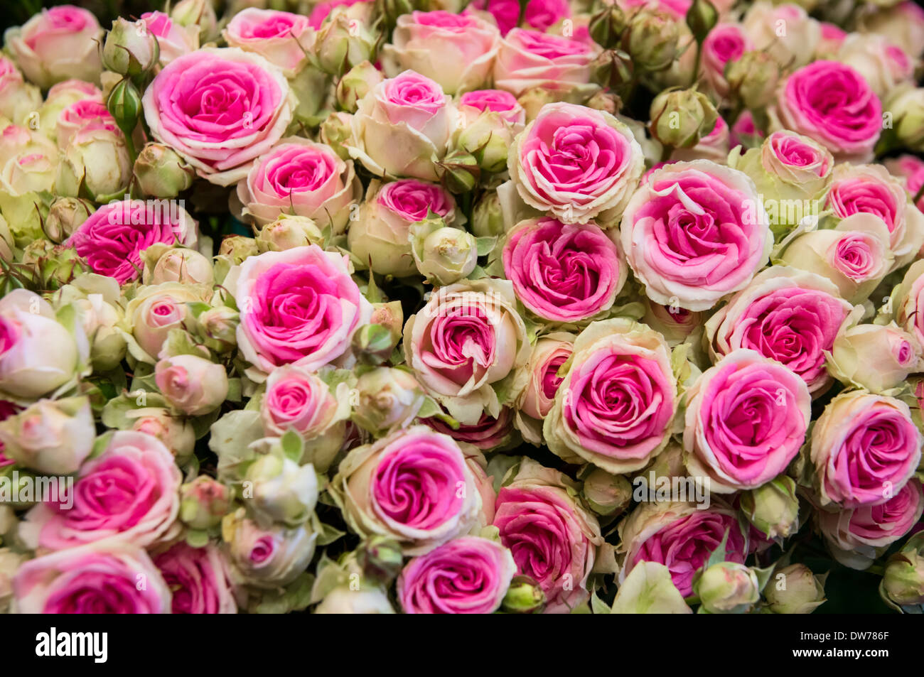 Bouquet of beautiful white and pink bicolor roses Stock Photo - Alamy