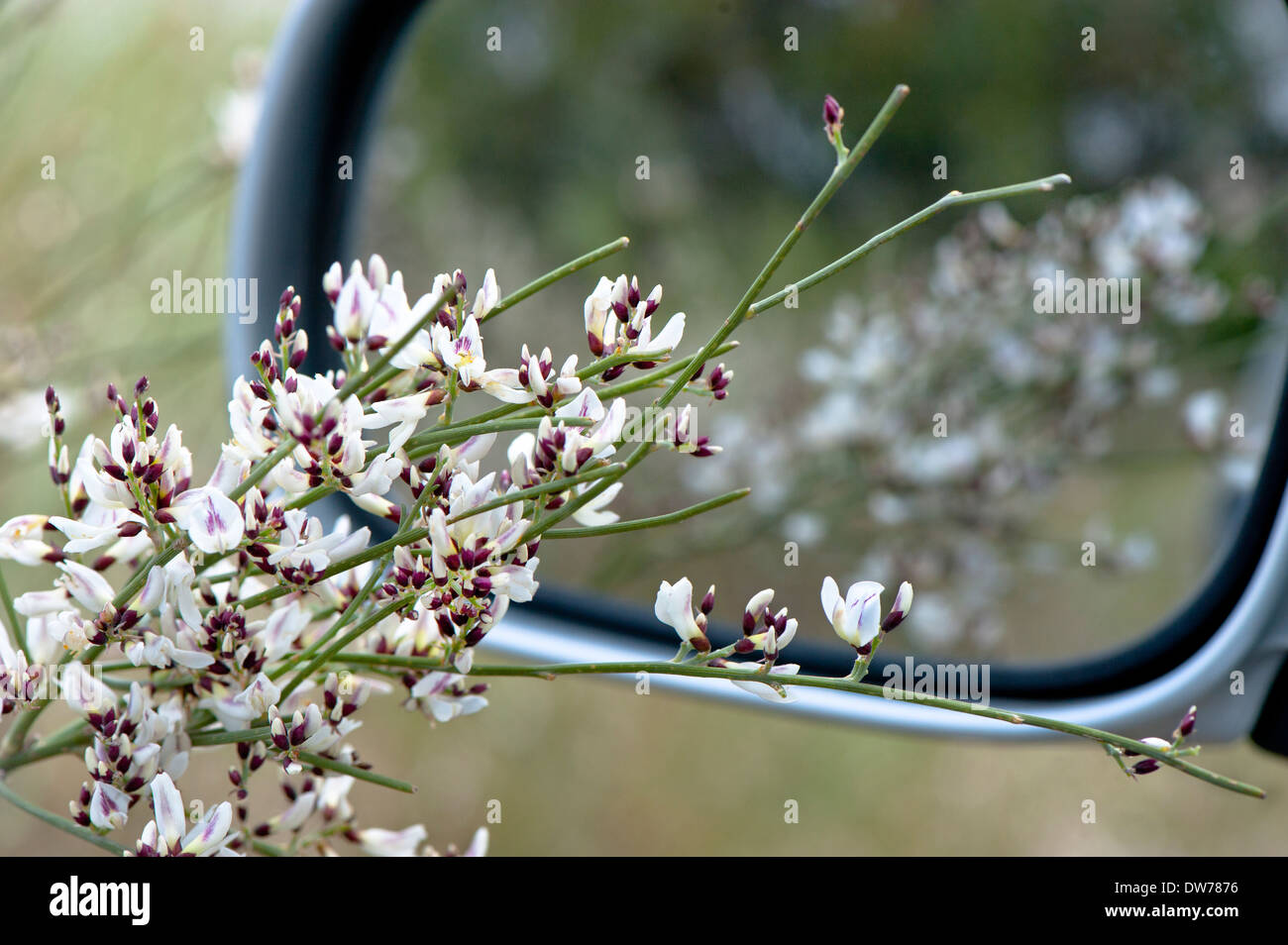Spring mirror hi-res stock photography and images - Alamy