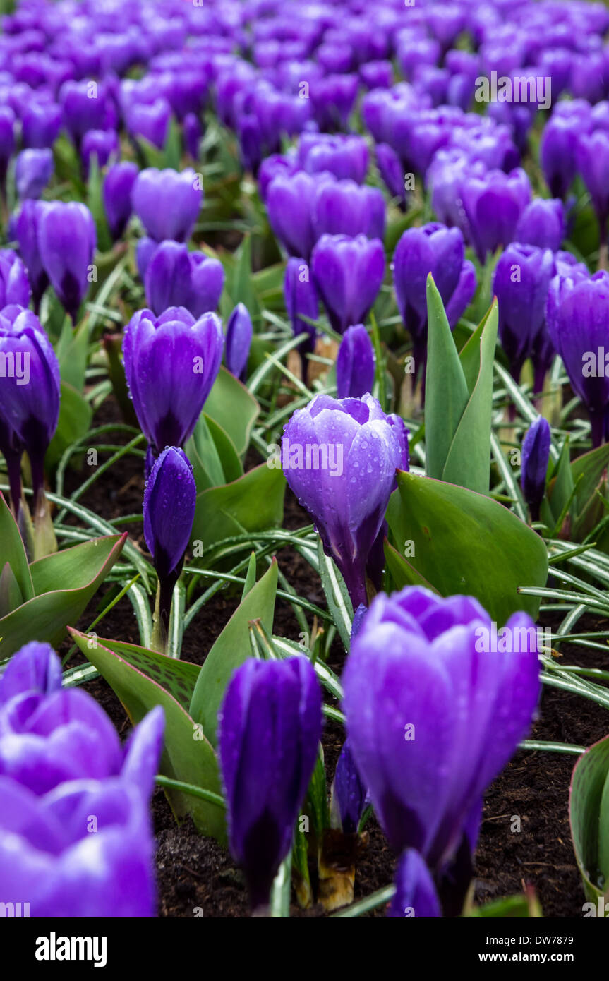 Crocuses spring flowers blooming hi-res stock photography and images ...