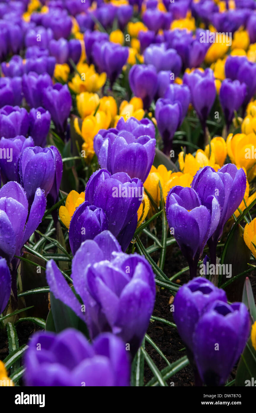 purple and yellow crocuses growing on flowerbed Stock Photo - Alamy
