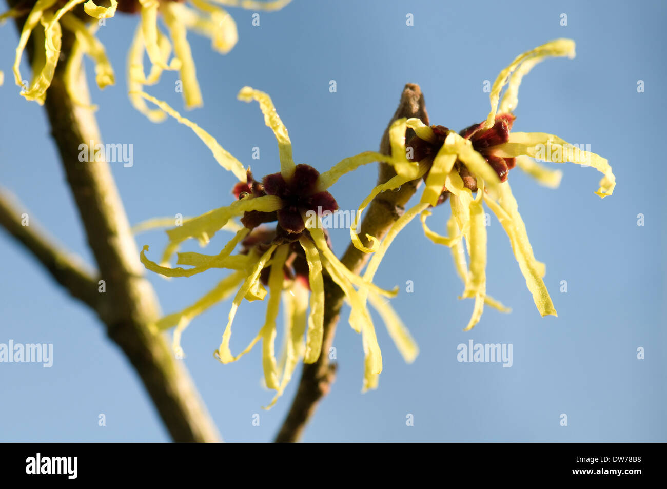 Hamamelis x intermedia 'Sunburst'. Harold Hillier Gardens, Hampshire ...