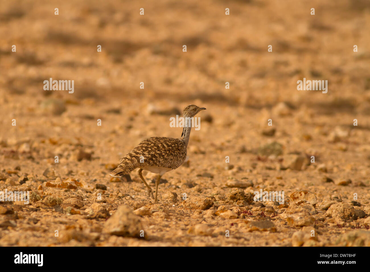 Houbara Bustard, (Chlamydotis undulata), Fuerteventura, Spain Stock ...