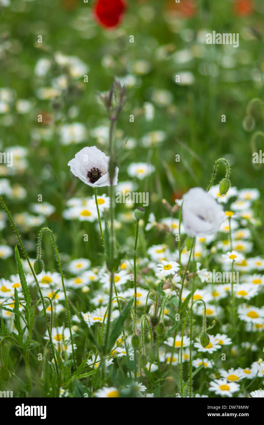 White Poppies