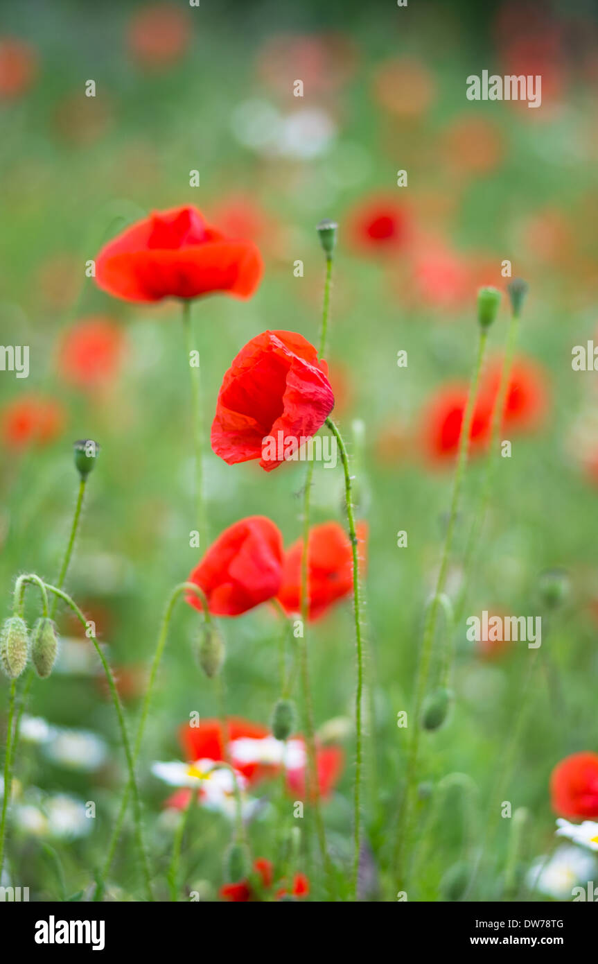 Meadow with wild red poppies Stock Photo - Alamy
