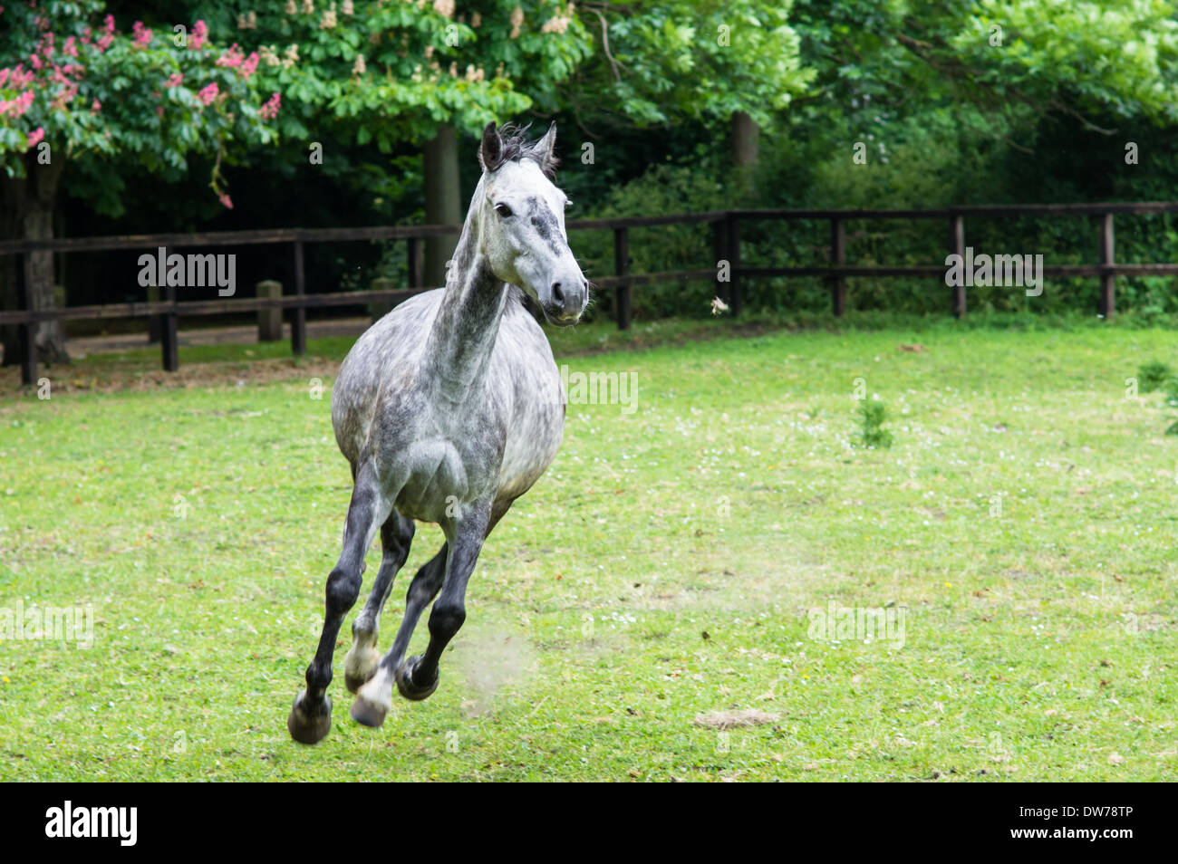 Horse galloping hi-res stock photography and images - Alamy