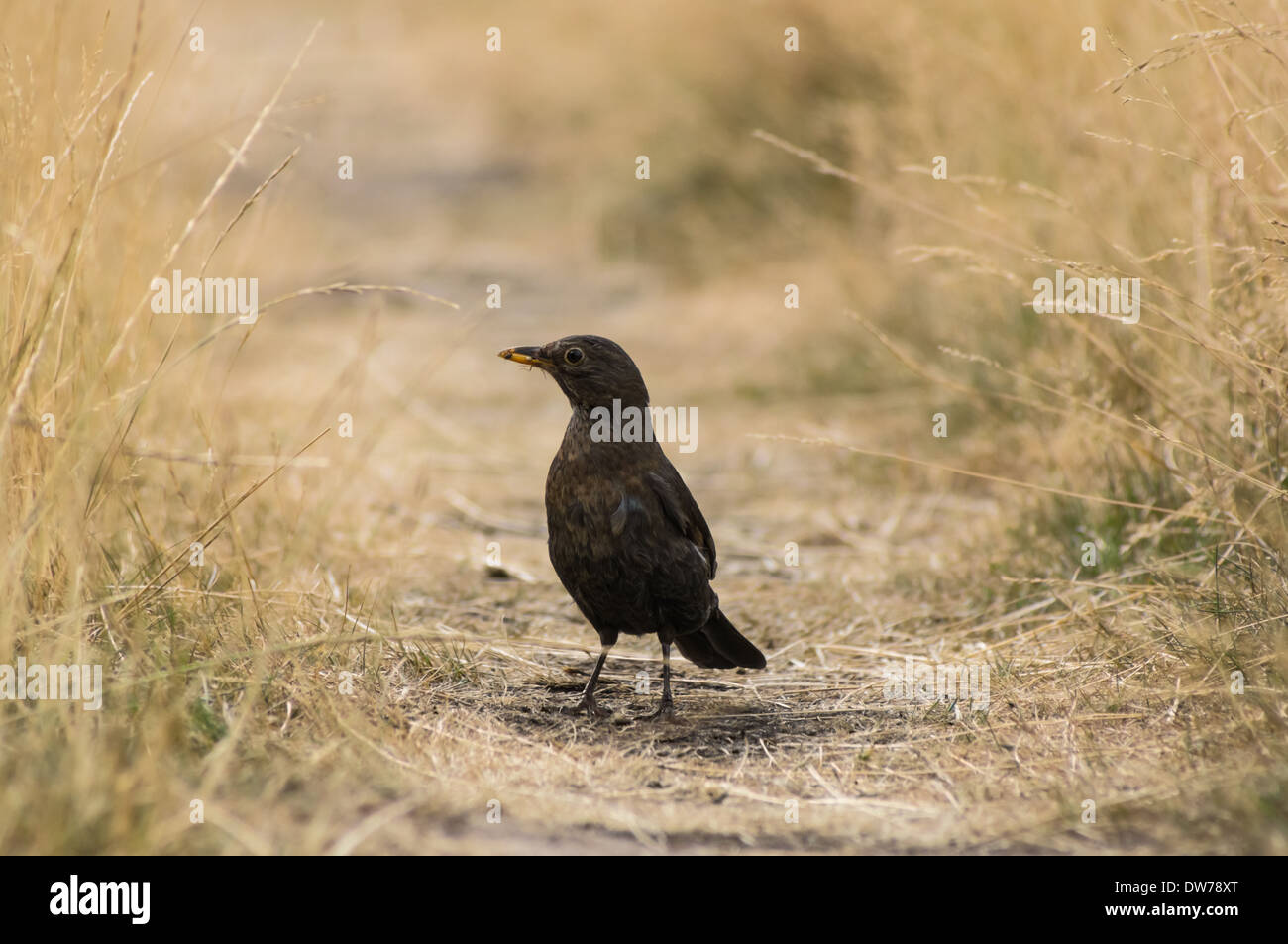Common blackbird hi-res stock photography and images - Alamy