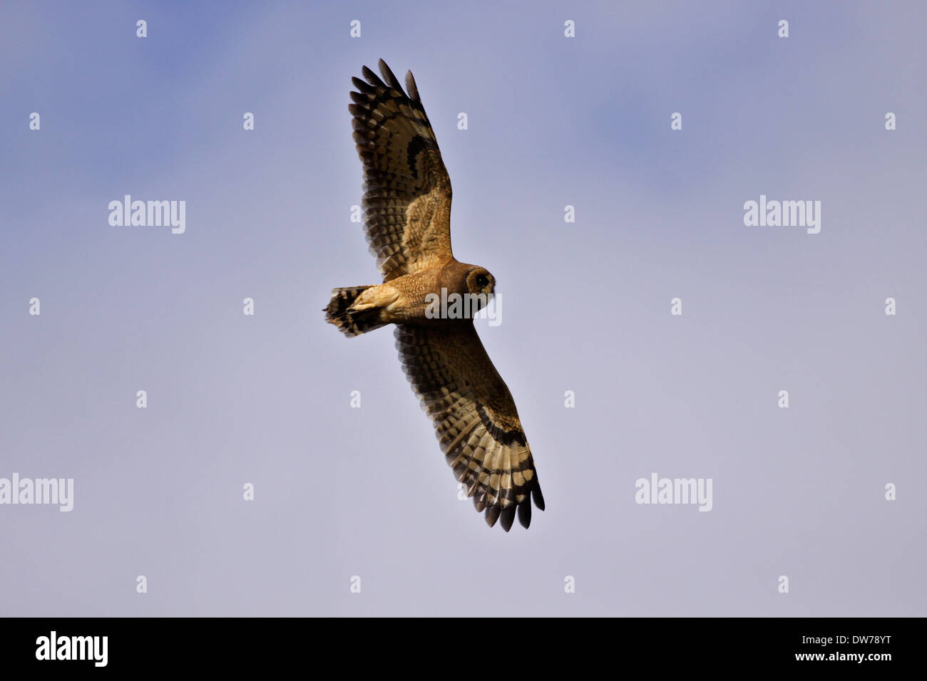 Marsh owl asio capensis hi-res stock photography and images - Alamy