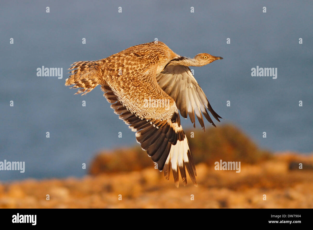 Houbara Bustard (Chlamydotis undulata) in flight Stock Photo - Alamy