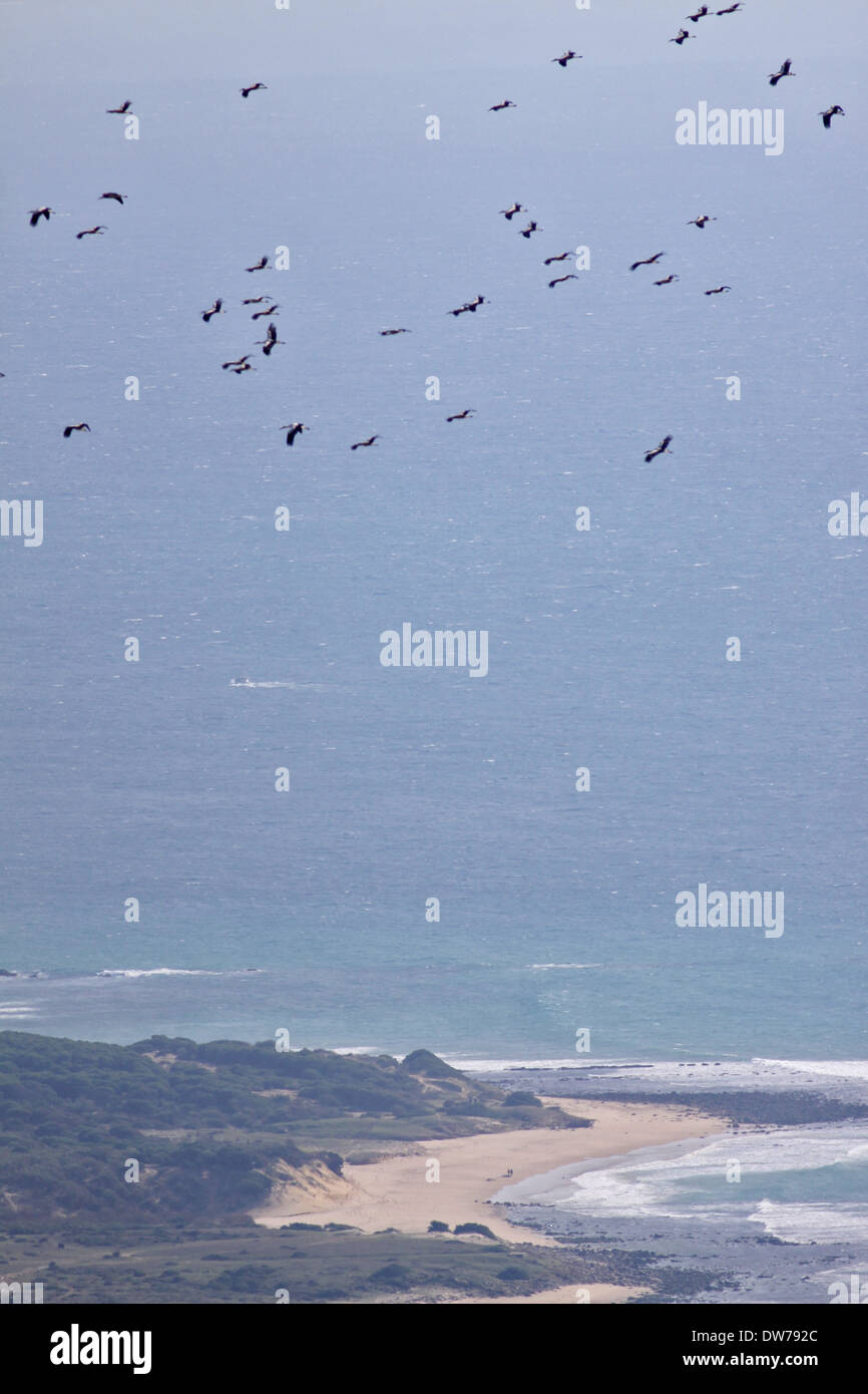 White Stork Migration Stock Photo - Alamy