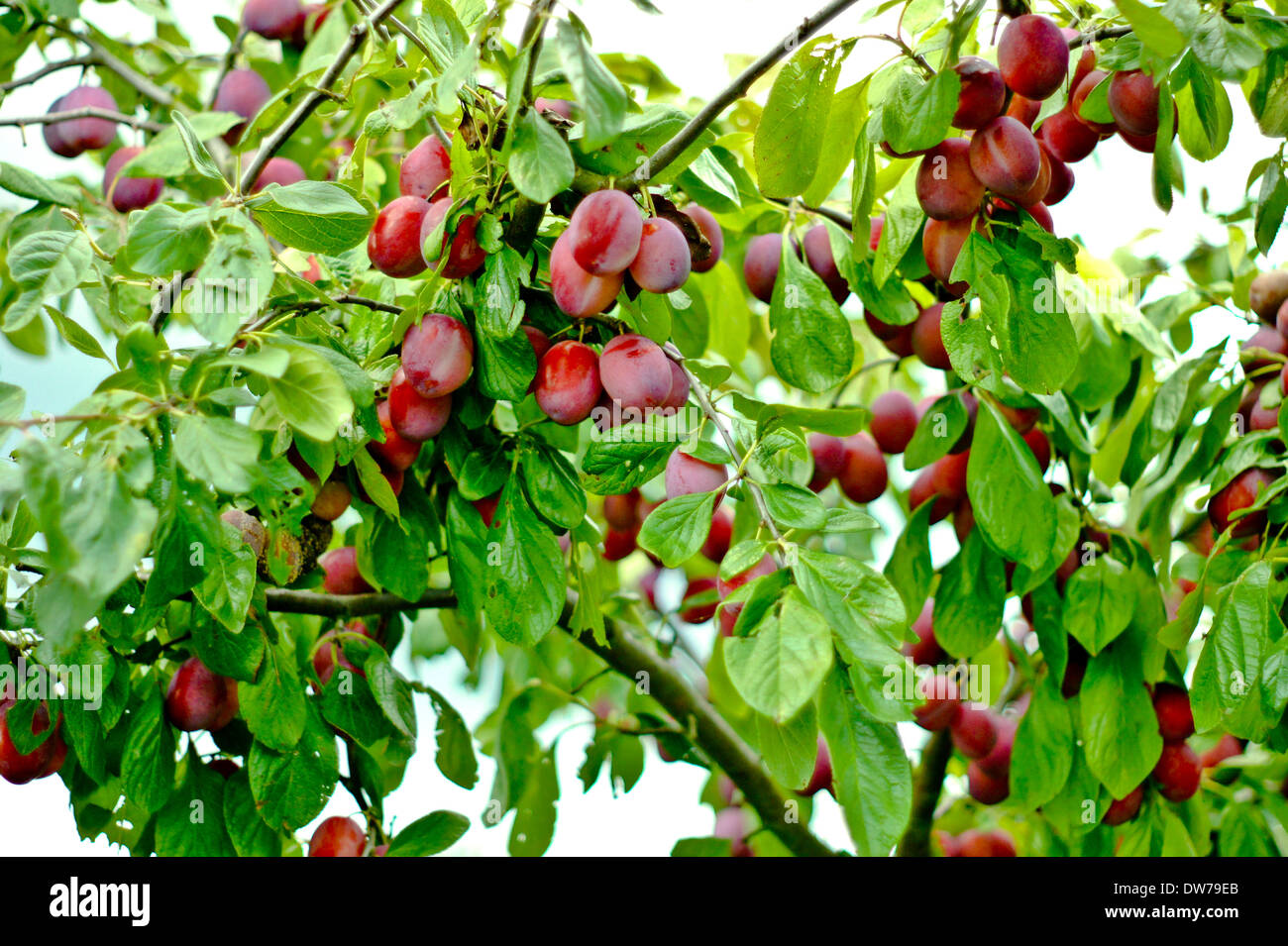 Victoria plum tree hi-res stock photography and images - Alamy