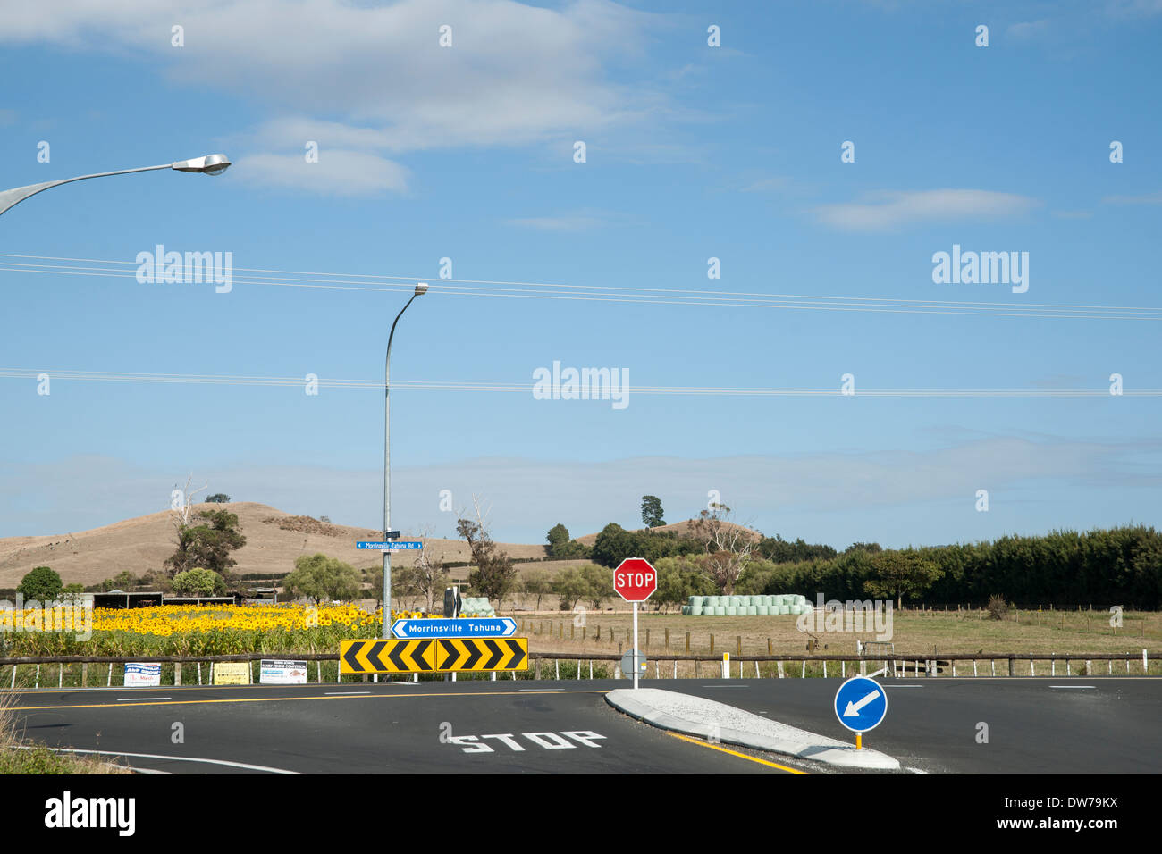 Sunflowers by highway intersection in Waikato, New Zealand Stock Photo ...