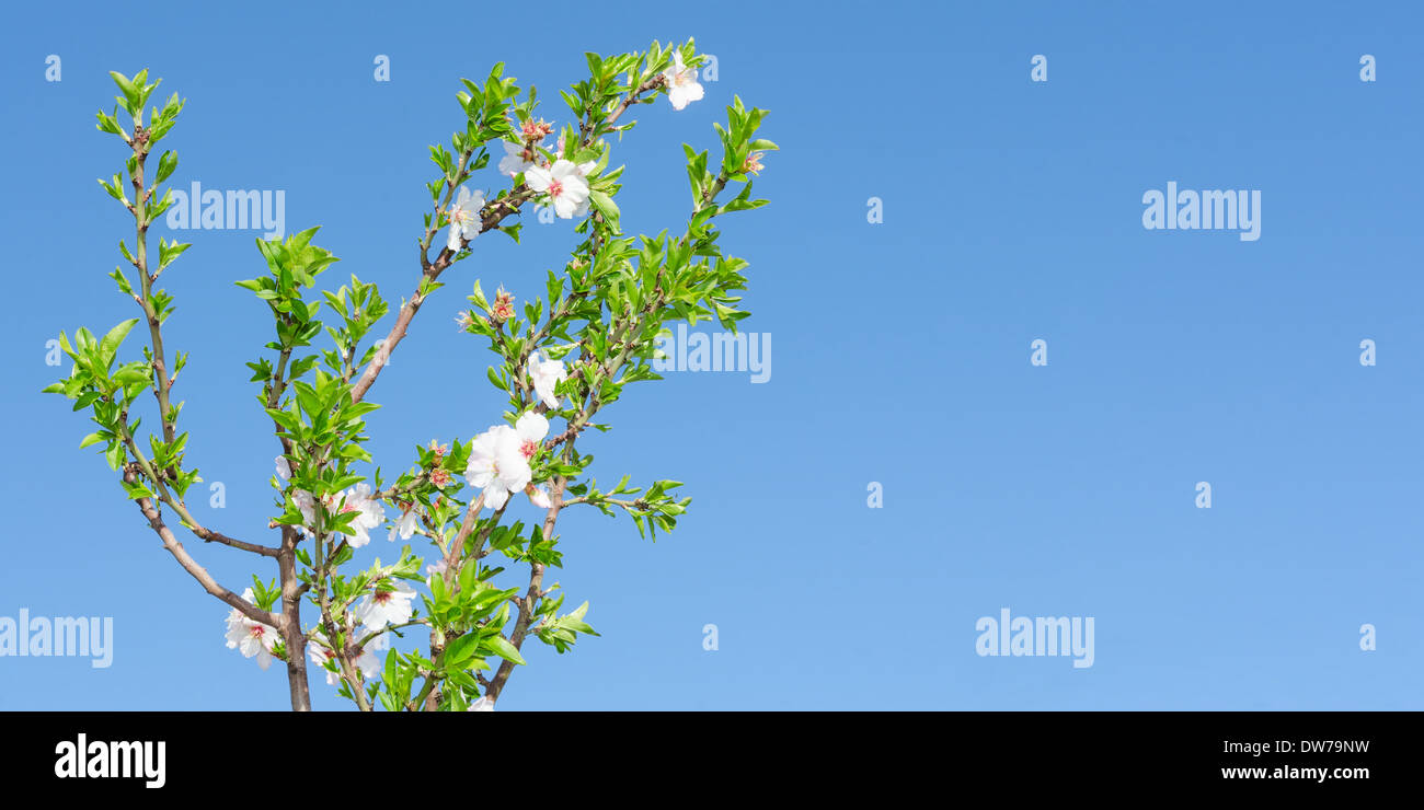 Spring season text tree hi-res stock photography and images - Alamy