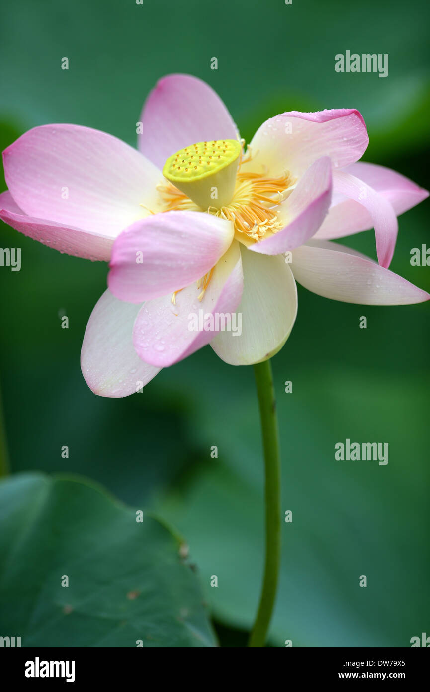 A close up shot of a Lotus Flower Stock Photo - Alamy