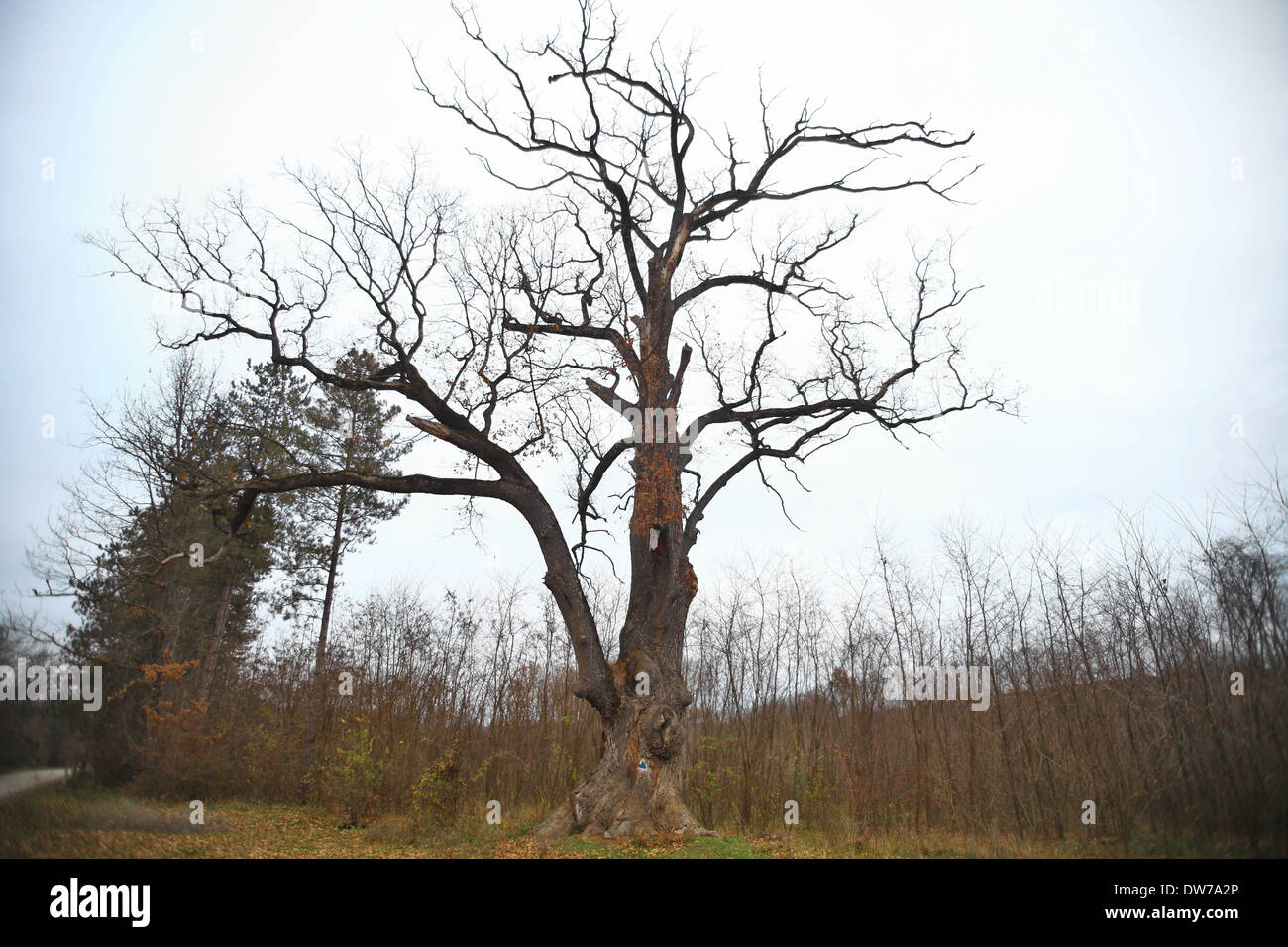 Old dead oak tree hi-res stock photography and images - Alamy