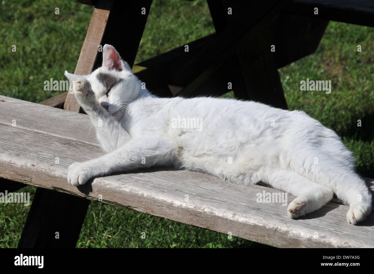 Barn Farm CAT Stock Photo - Alamy