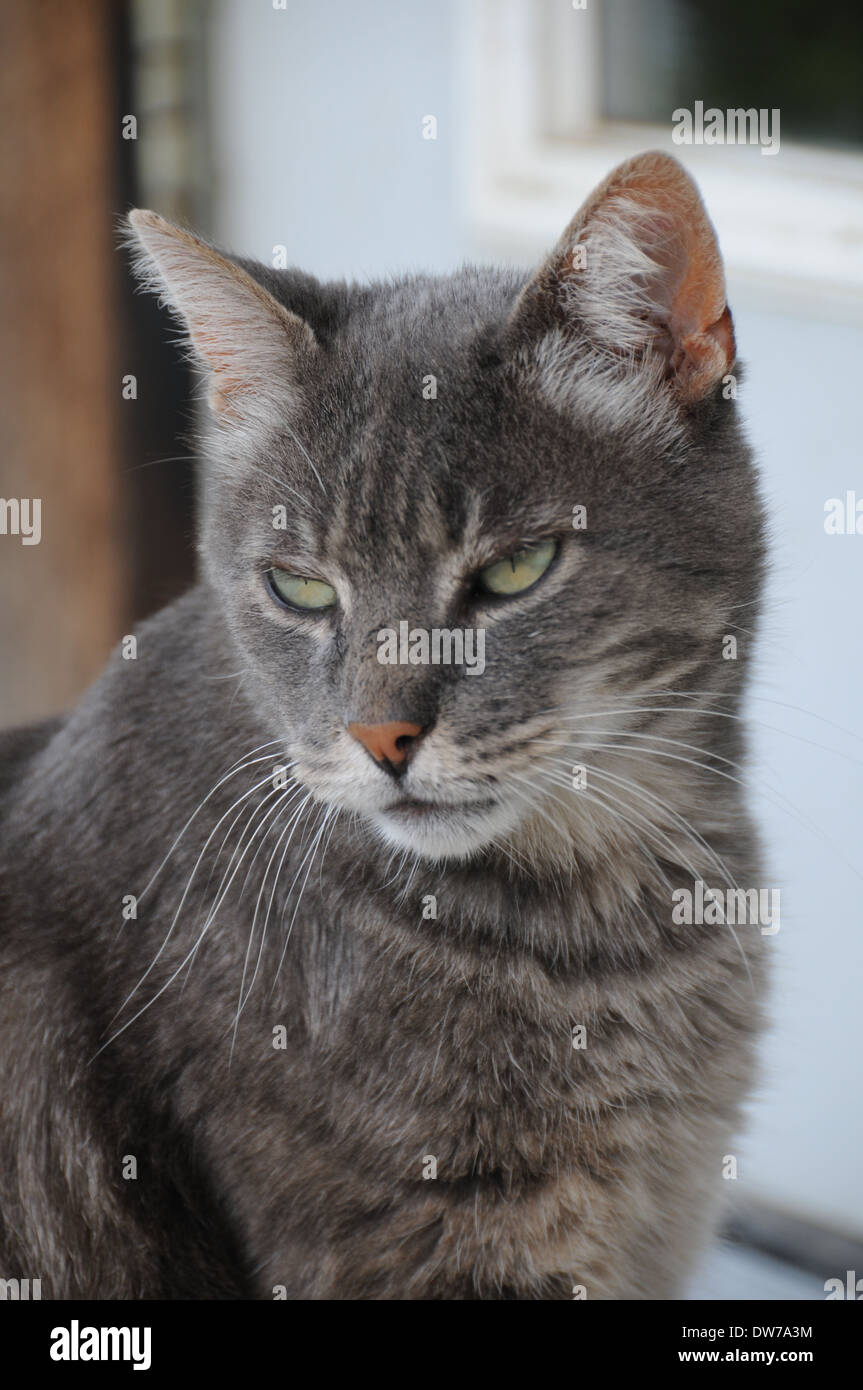 Barn Farm CAT Stock Photo - Alamy
