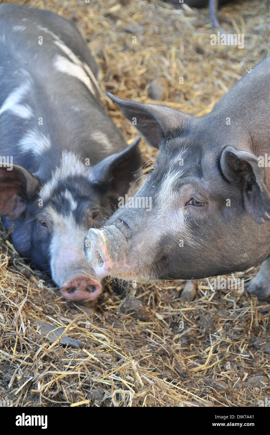 Pigs laying down hi-res stock photography and images - Alamy