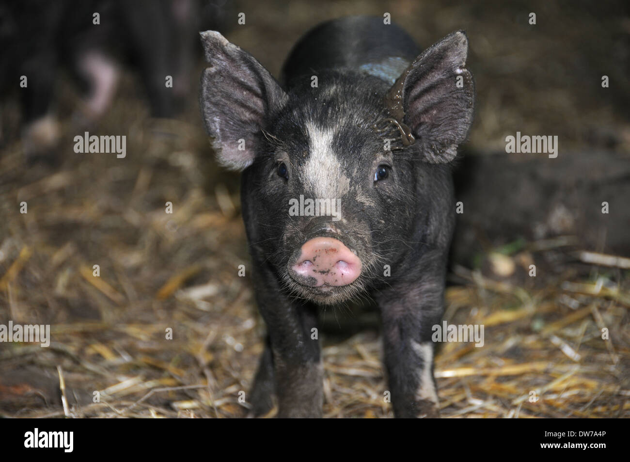 Pigs laying down hi-res stock photography and images - Alamy