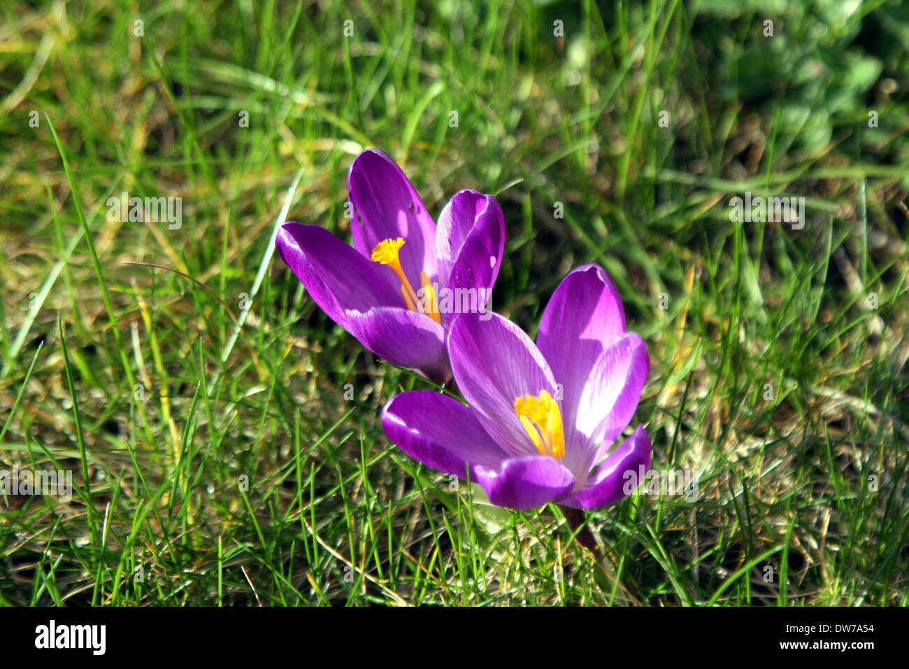 Croci Spring High Resolution Stock Photography and Images - Alamy