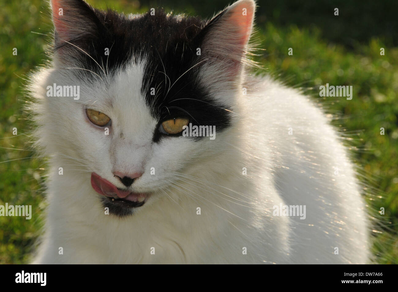 Barn Farm CAT Stock Photo - Alamy